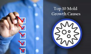 Top 10 causes of mold growth and how to prevent them